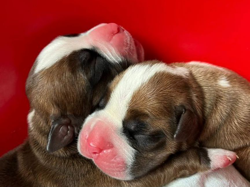 Щенки Немецкого Боксера