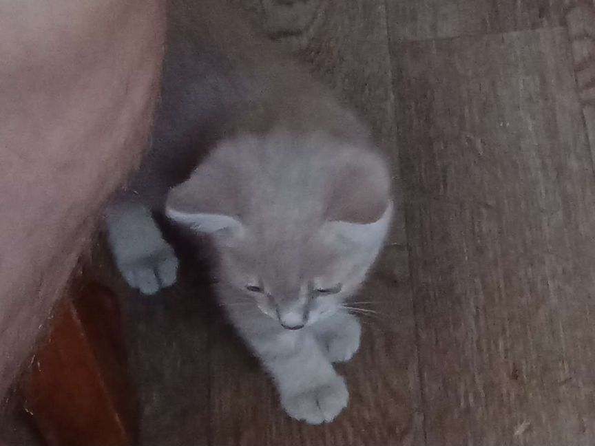 Котёнок "кот рыжий игривый со сломанным хвостом "