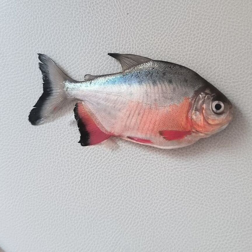 Пиранья паку