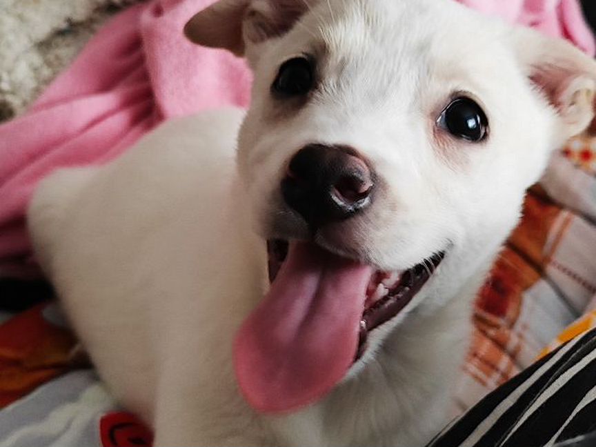 Милейшая девочка полтора месяца ищет дом