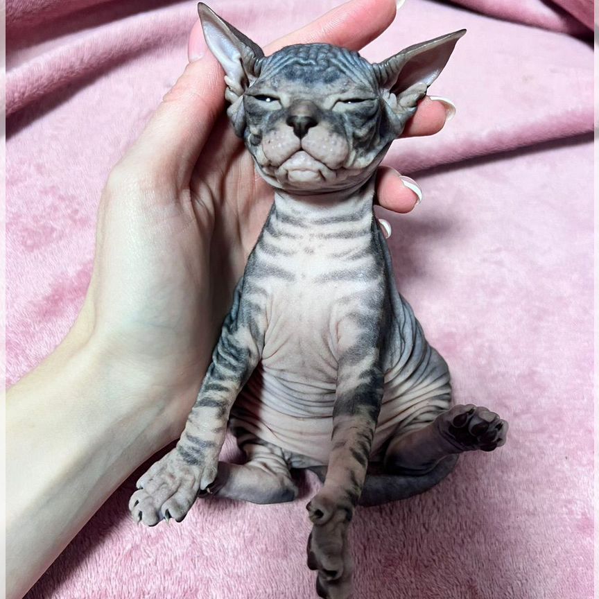 Котята сфинкс