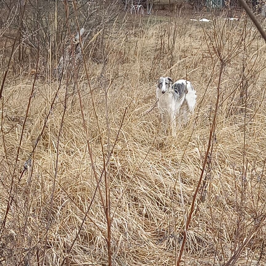 Русская псовая борзая бесплатно