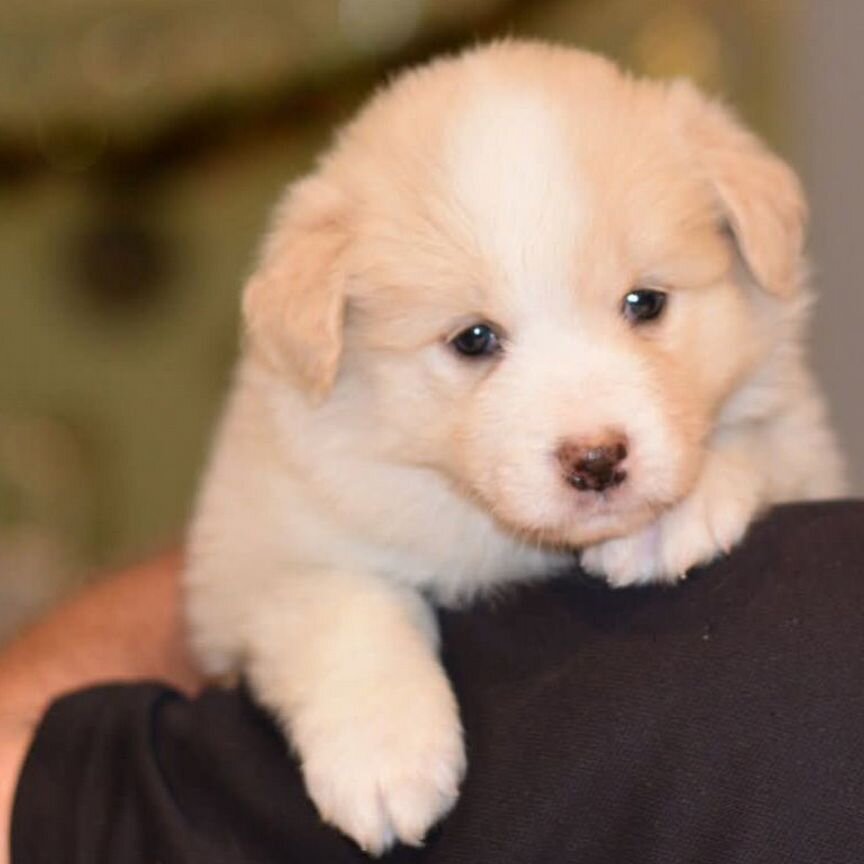 Бордер-колли, щенок