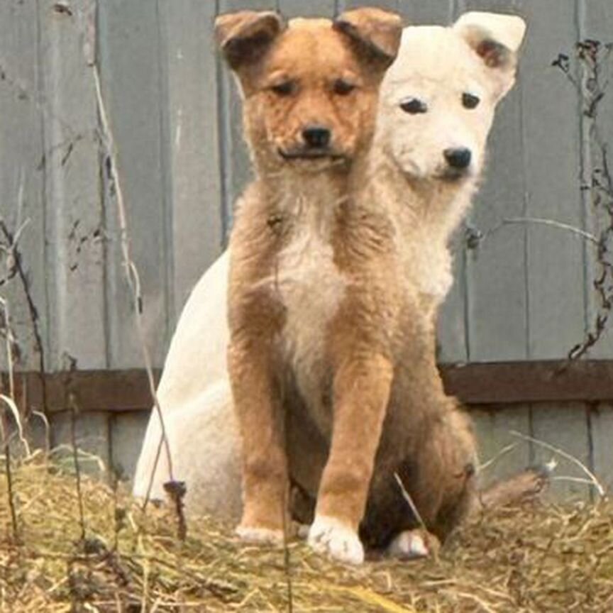 Щенок в добрые руки