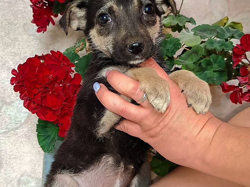 Маленький щенок ищет дом