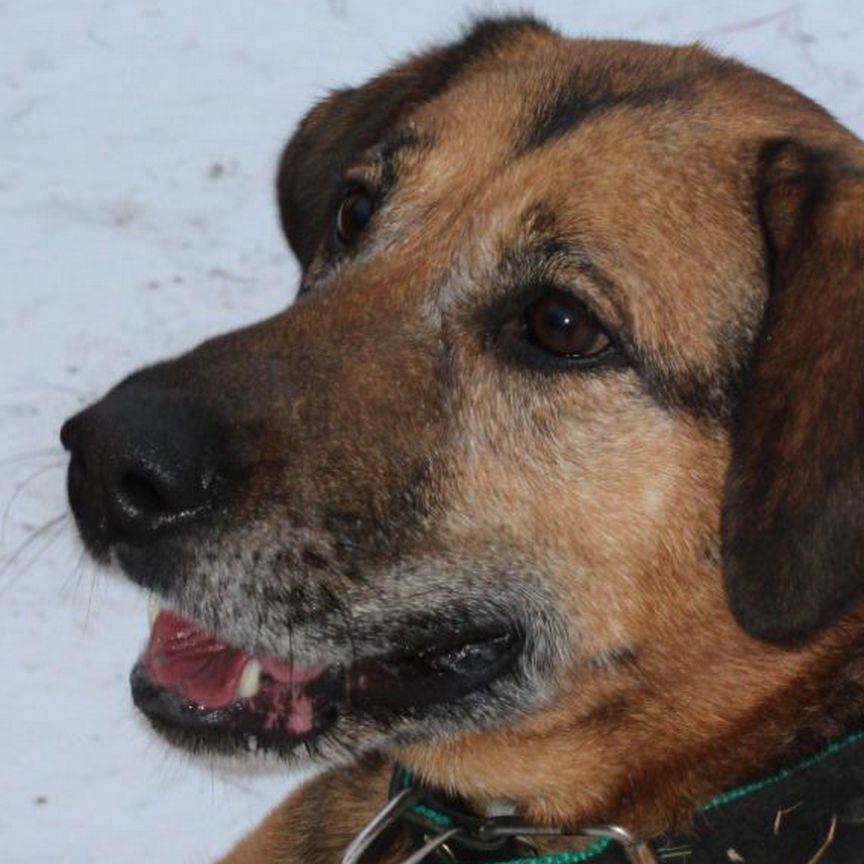Собака, 5 лет