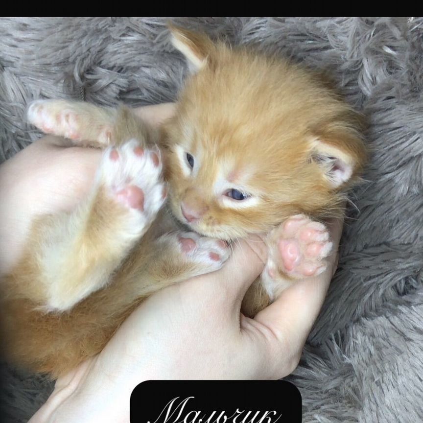 Котята мейн-кун