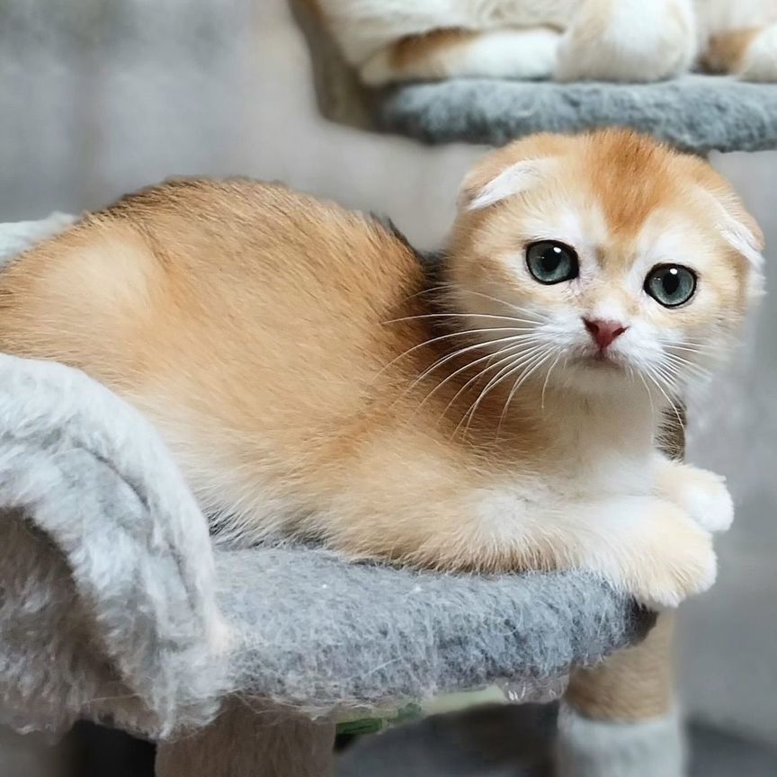 Шотландский котик ny 12