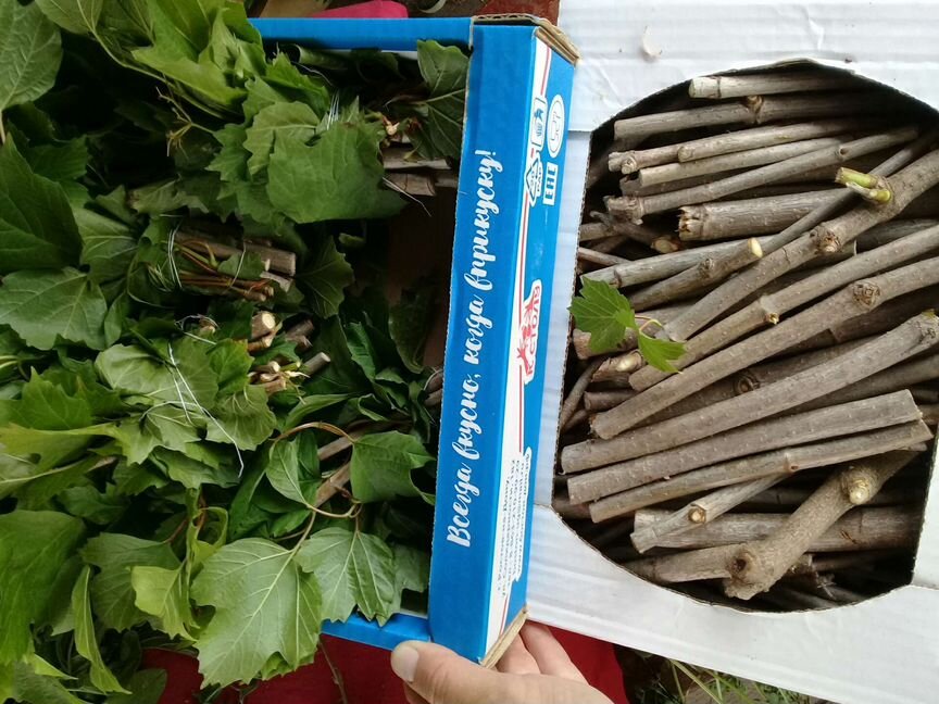 Для грызунов лакомство и др
