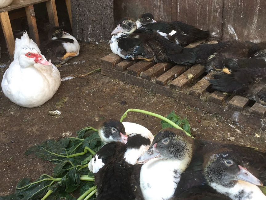 Продажа индоутки