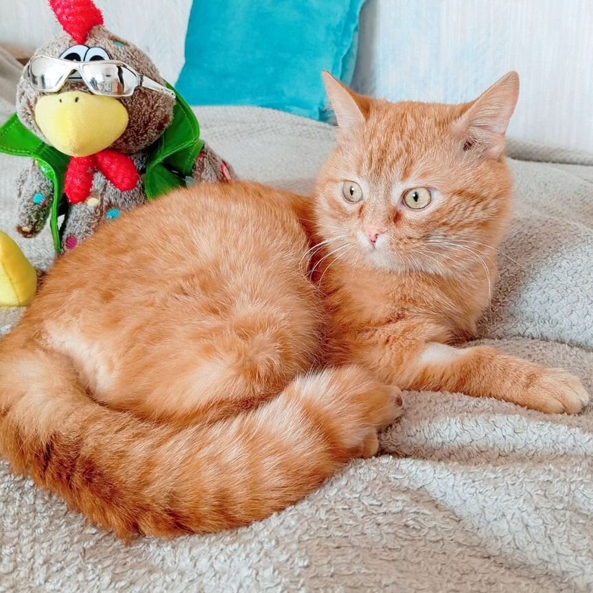 Рыжий молодой котик