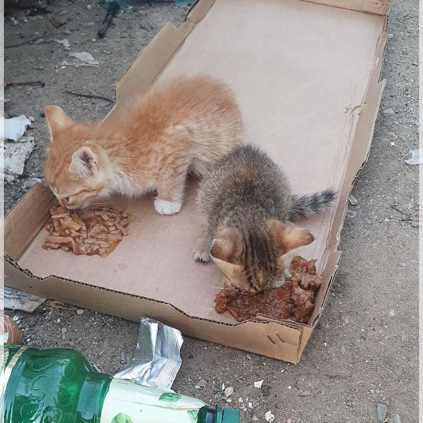 Нашёл 2 котят отдам в добрые руки