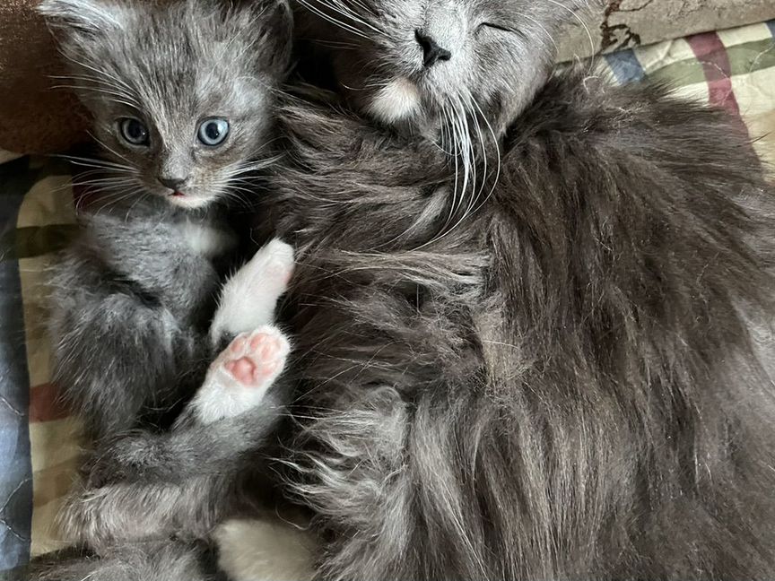 Котенок мальчик (нибелунг)