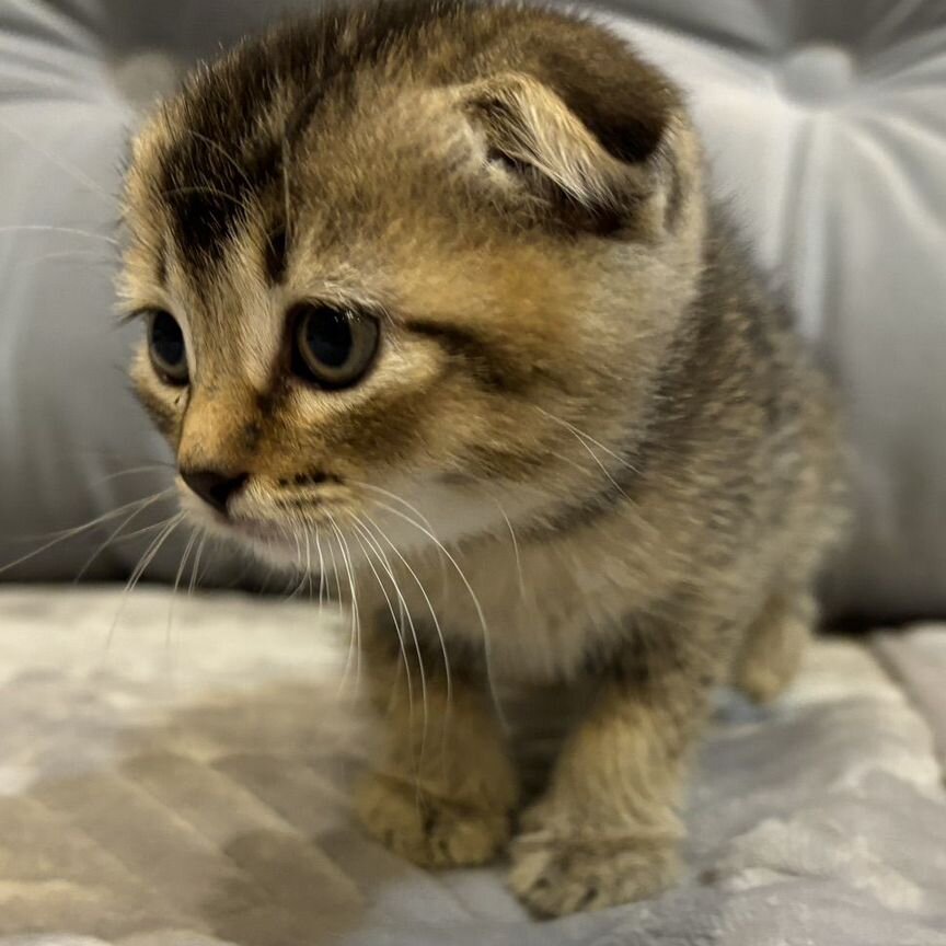 Шотландский вислоухий короткошёрстный котёнок