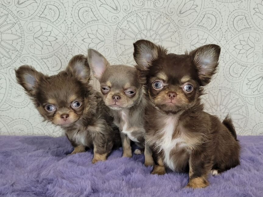Чихуахуа девочки и мальчик