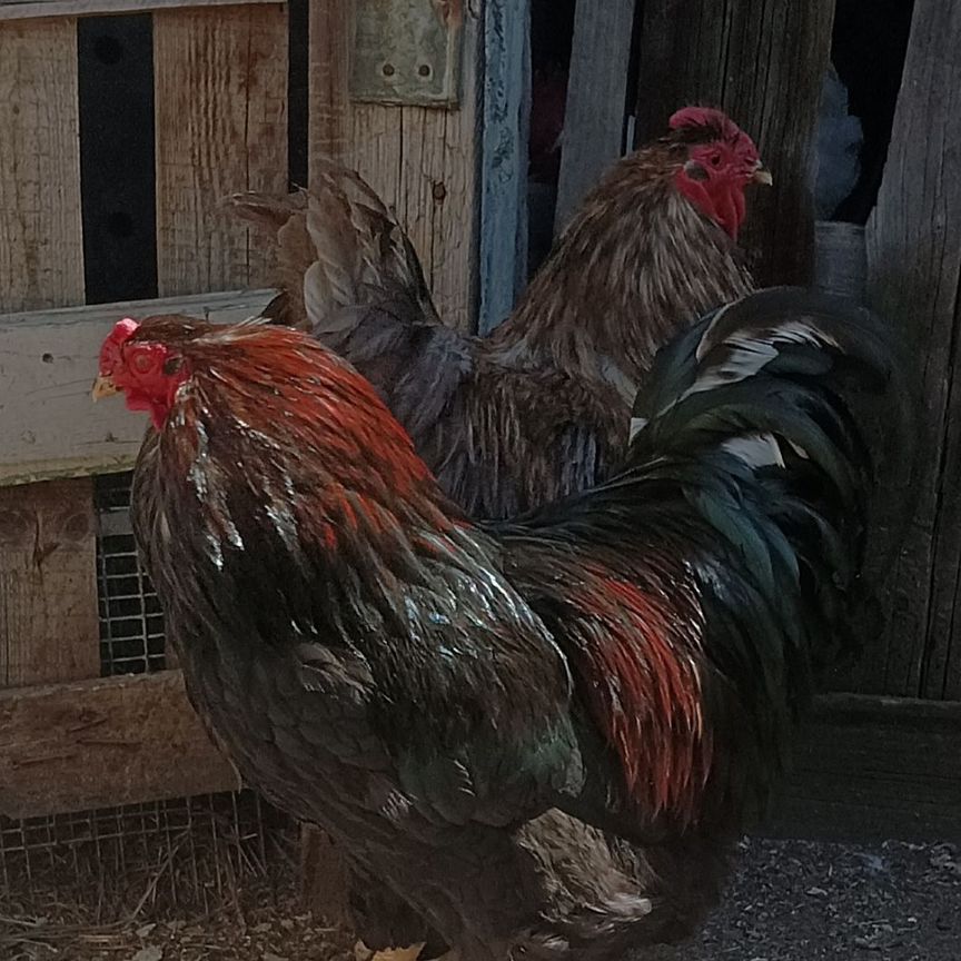 Петухи домашние
