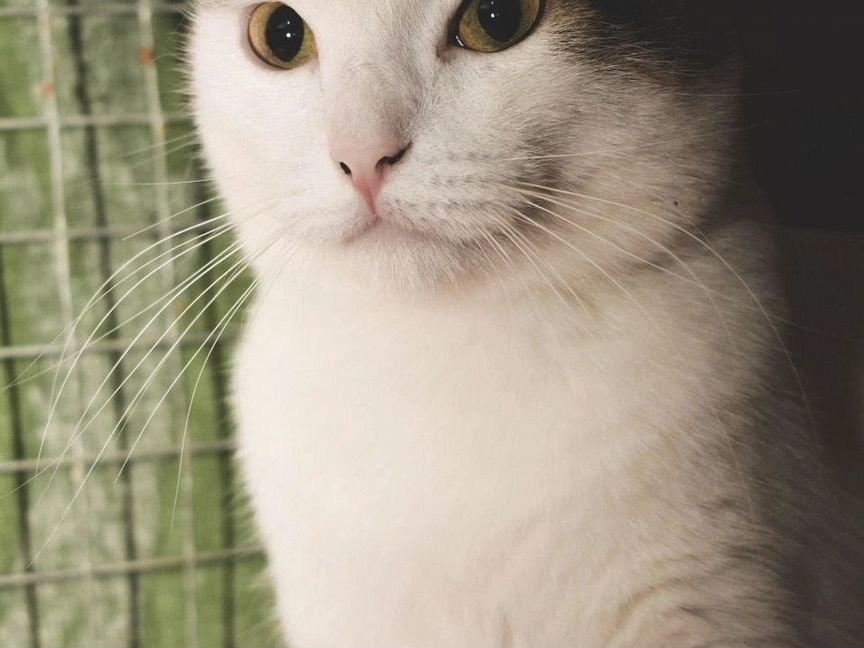 Белая красивая ласковая кошка ищет добрые руки