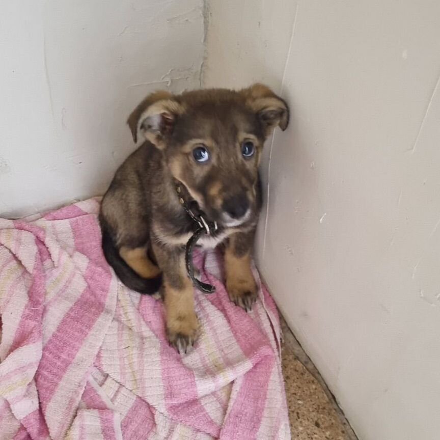 Щенок в добрые руки бесплатно