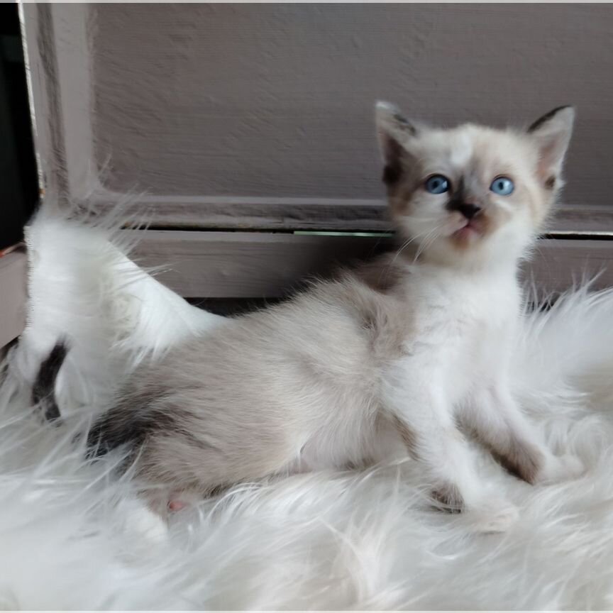 Невский маскарадный котёнок