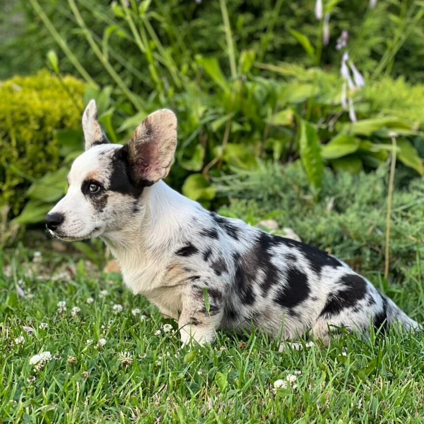 Вельш-корги щенки