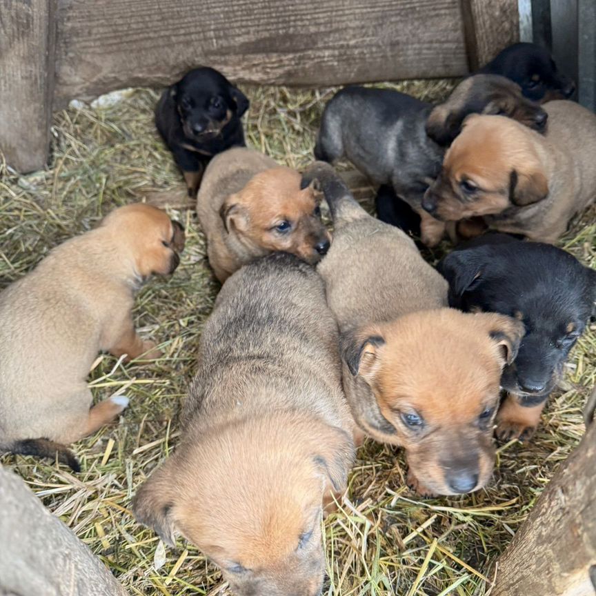 Щенок в добрые руки