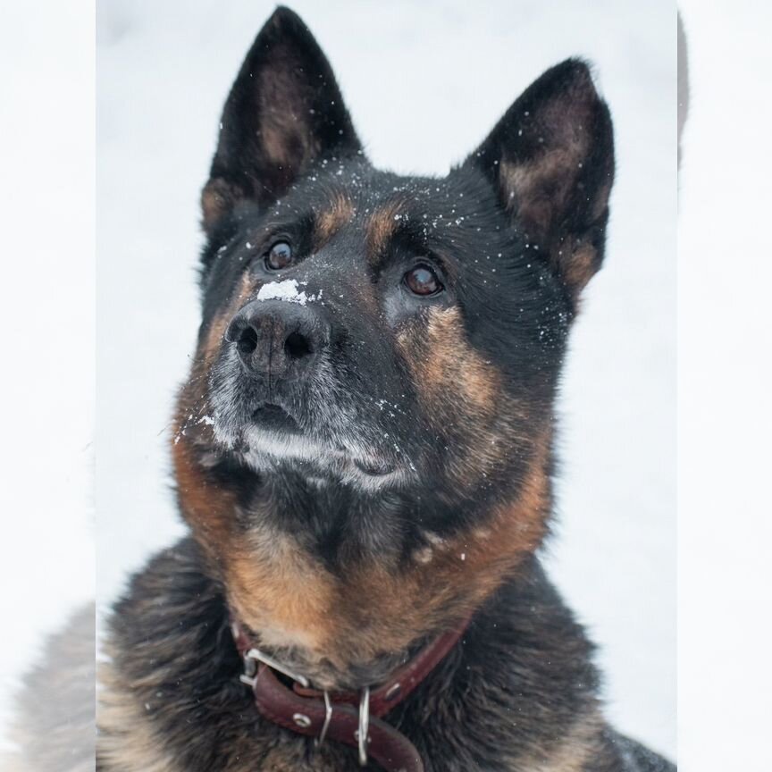 Немецкая овчарка, взрослый пёс