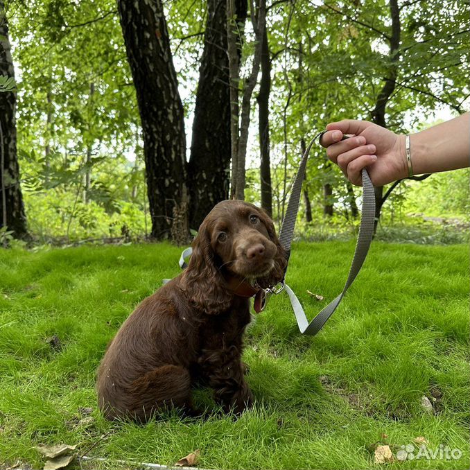Английский кокер спаниель шоколадный