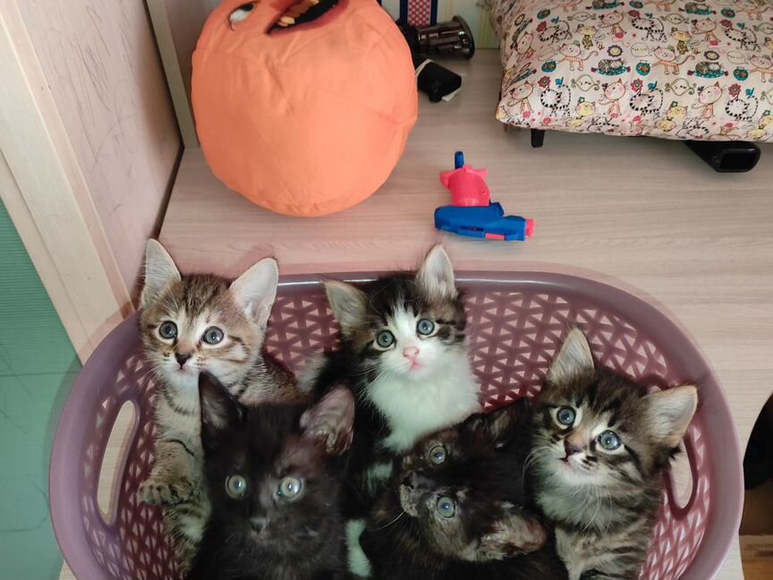 Котятки,родились 25 апреля. Здоровые игривые