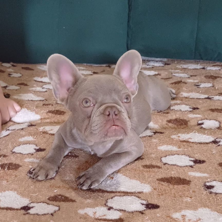 Французский бульдог щенки