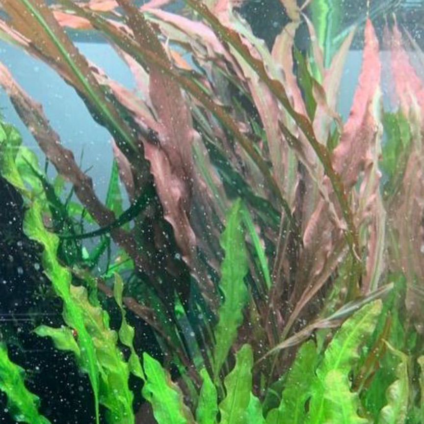 Аквариумное растение