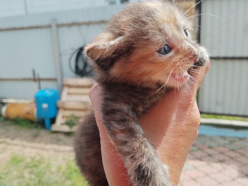 Кошки в добрые руки бесплатно