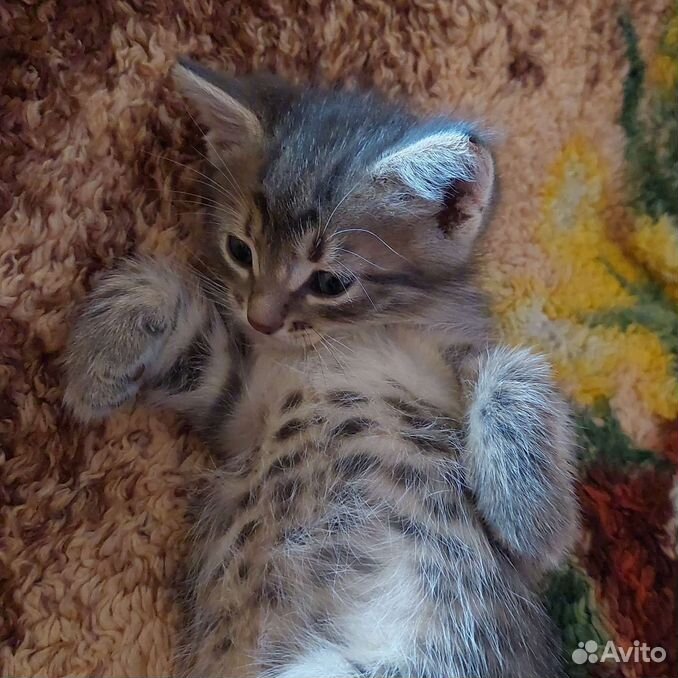 Оцикет котята