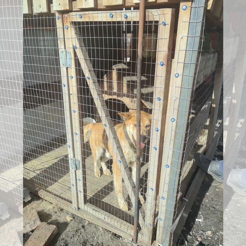 Взрослый пёс в добрые руки