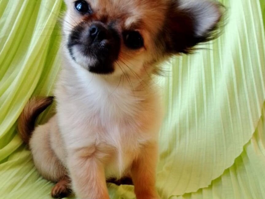 Мини кобелек чихуахуа