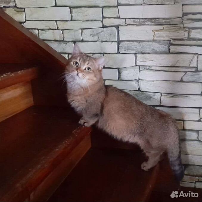 Котик манчкин супер стандарт(1 год) В любимцы