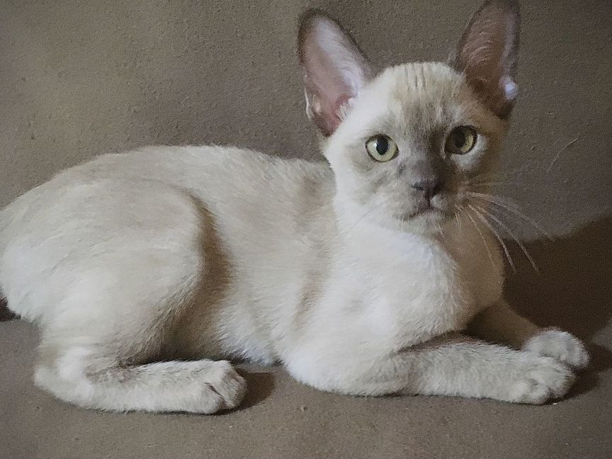 Европейская Бурма