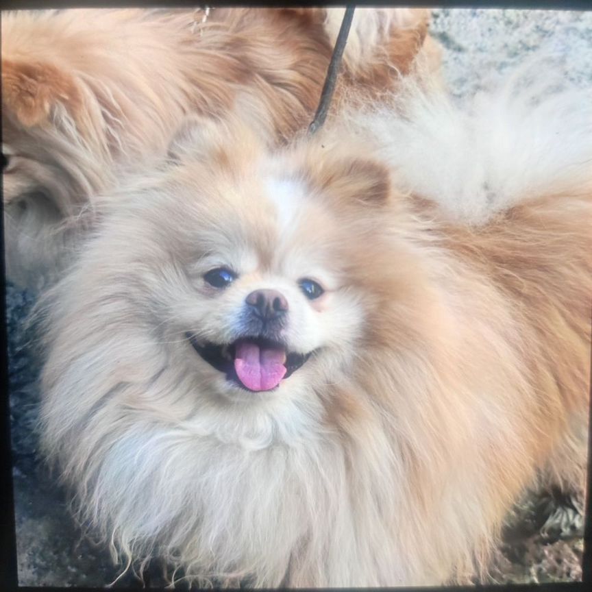 Померанский шпиц, взрослый пёс