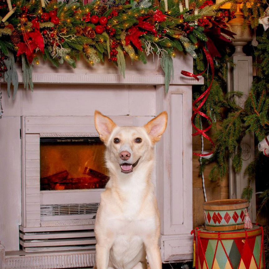 Чудесная особенная собака Белочка в добрые руки