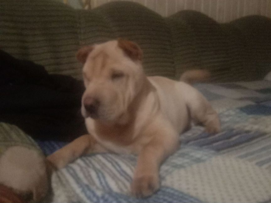 Щенки Шарпей мальчик