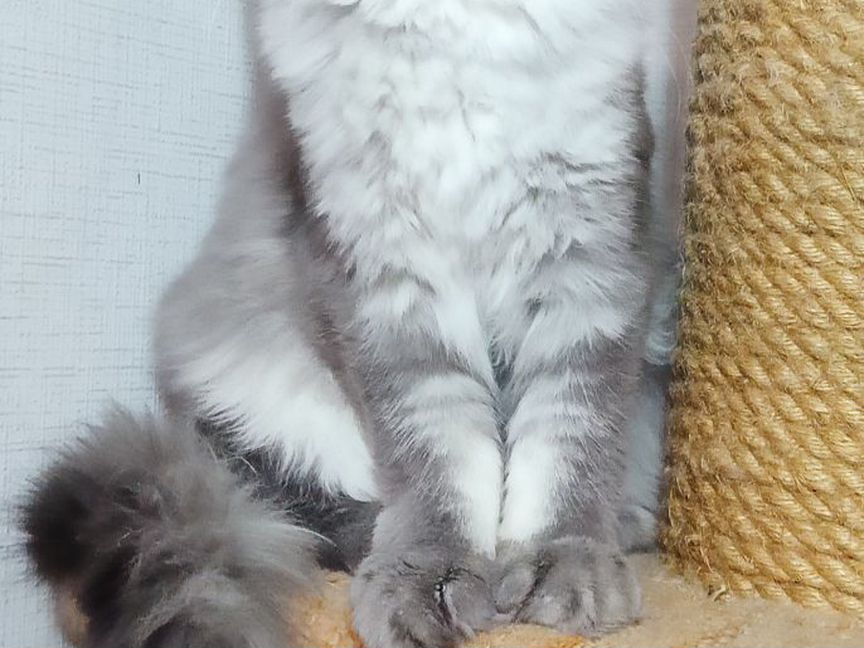 Мейн-кун