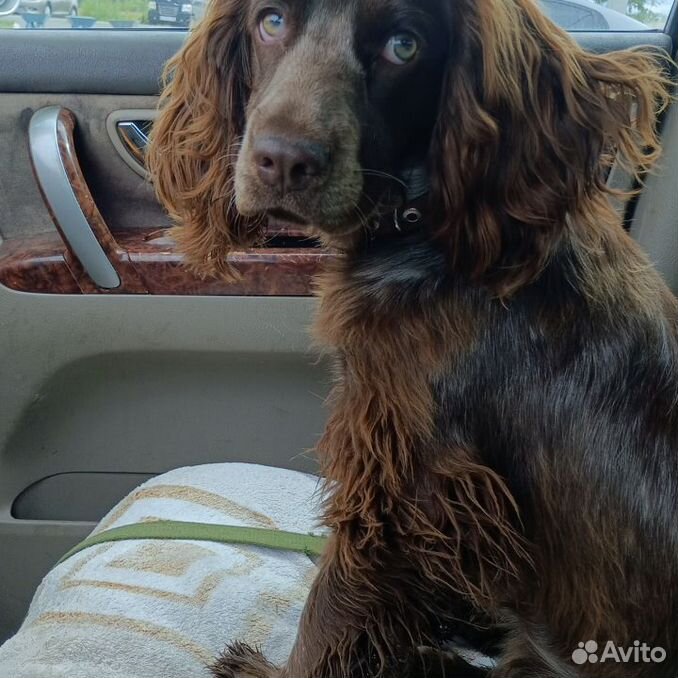 Собака, русский спаниель