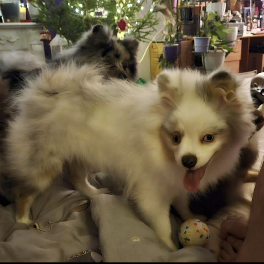 Щенок шпица