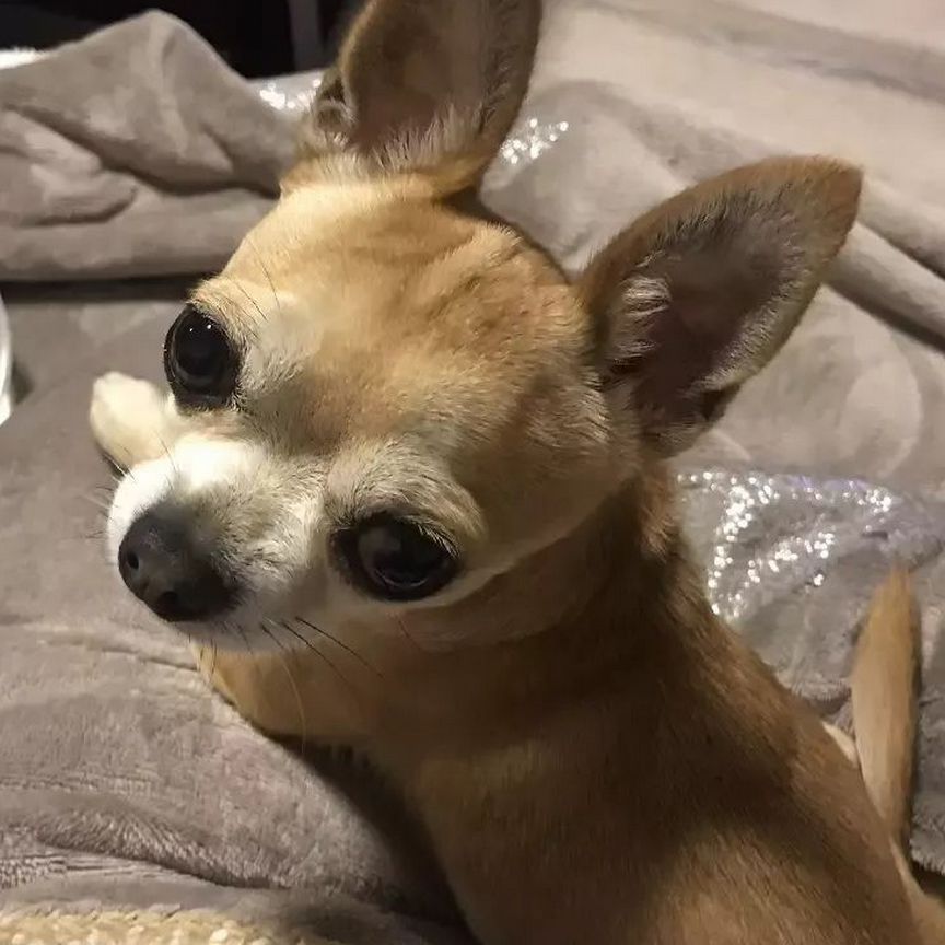 Милые щеночки чихуа