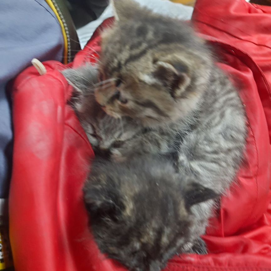 Котята в добрые руки 1 месяц