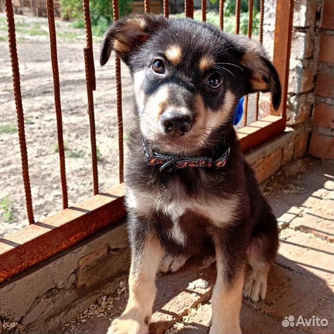 Щенок Боб в Добрые руки