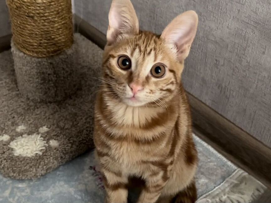 Потерялась рыжая кошечка, 7 месяцев, девочка