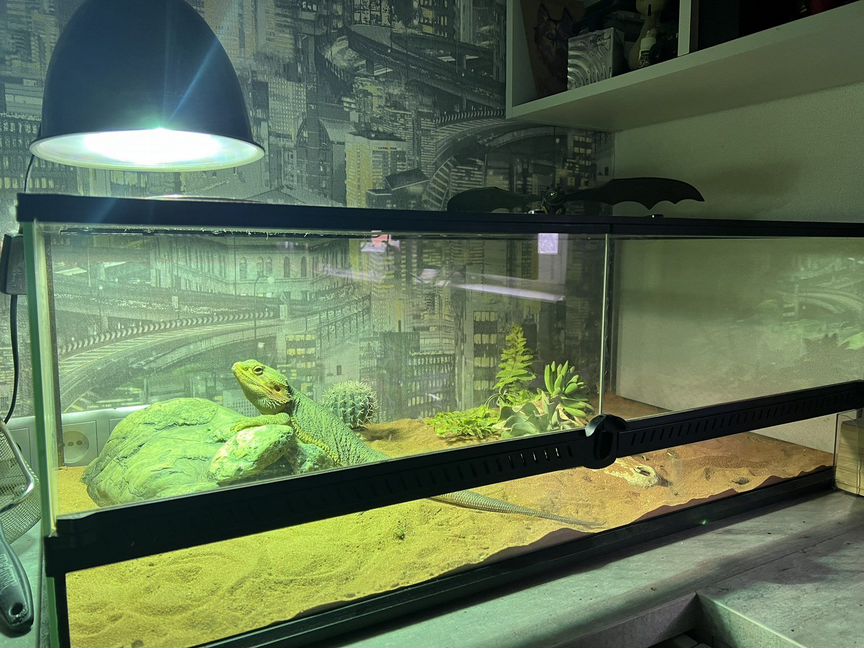 Террариум 90 на 45 с агамой
