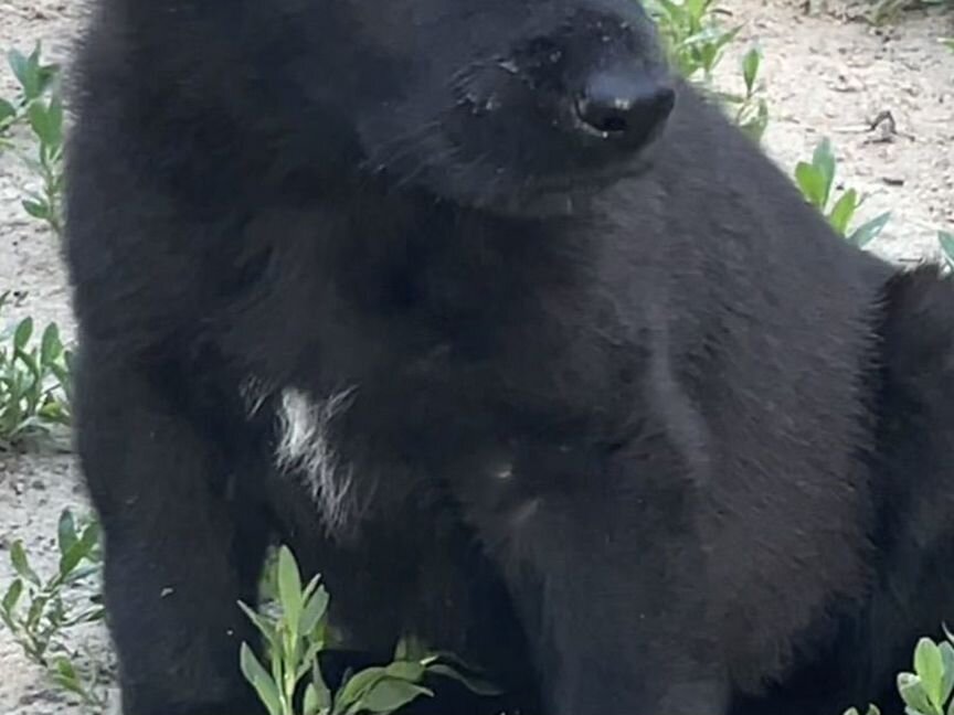 Девочка восточница