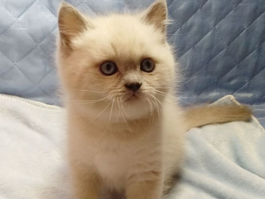 Шотландские котята