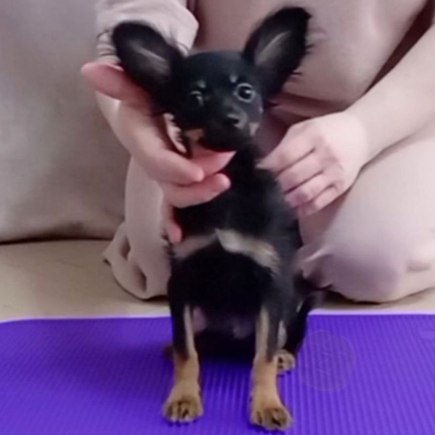 Русский той-терьер, щенок